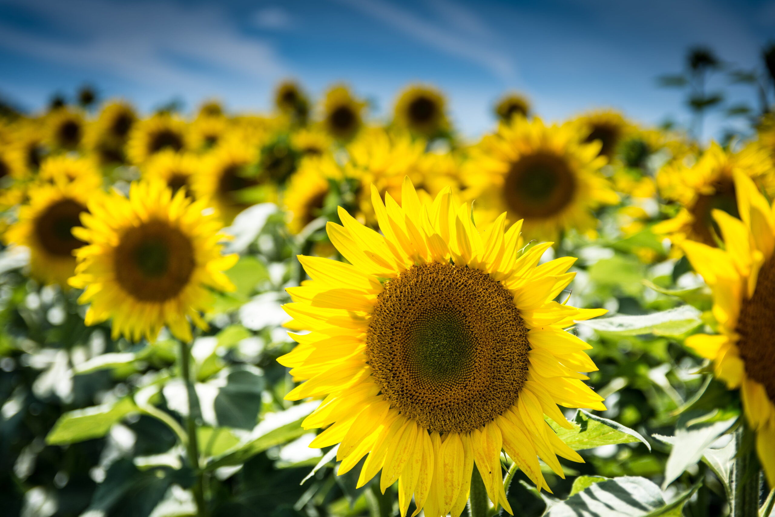 Phytoremediation Sunflowers